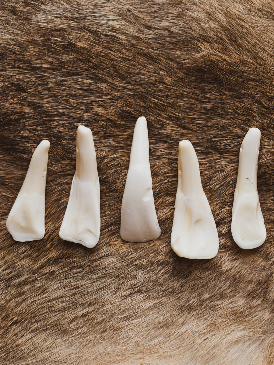 Water Buffalo Teeth – Catawba Cultural Preservation Project